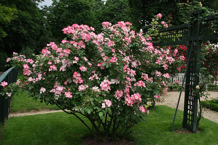 Uebigau Gartenbau Frauenfeld: Fotogalerie